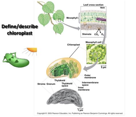 Biol 1210 Lecture 10 Photosynthesis Flashcards Quizlet