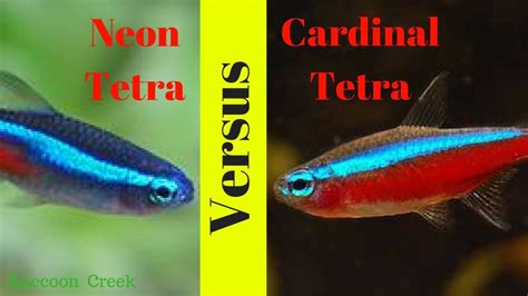 Difference Between Neon Tetra And Cardinal Tetra
