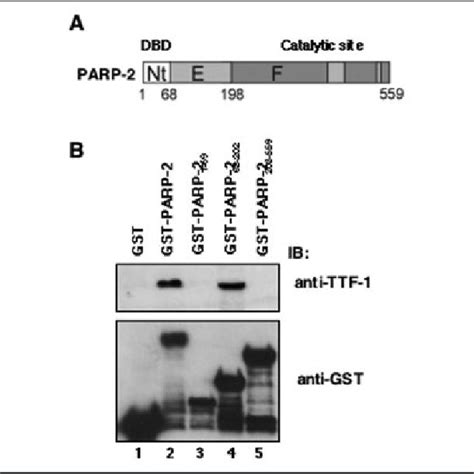 ttf 1 interacts with the e domain of parp 2 parp 2 is shown in a dbd