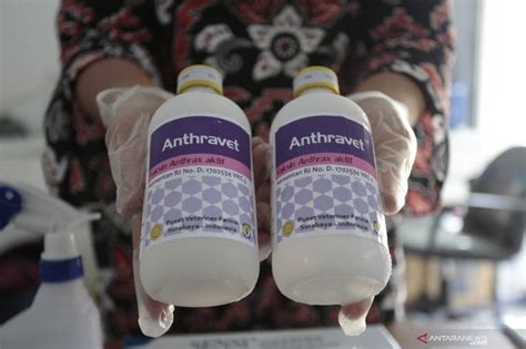 Cegah Penularan Hindari Kontak Langsung Dengan Spora Antraks Antara News