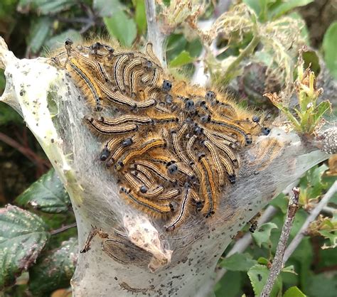 Caterpillars In Webs Devon Science
