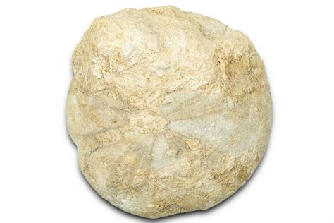 445 Unprepped Jurassic Sea Urchin Clypeus Fossil England 325949
