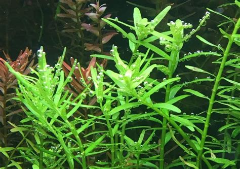 Rotala Aquarium Plant Care Guide Rotala Rotundifolia