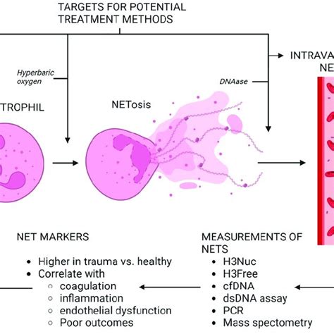 Post Injury Neutrophil Extracellular Traps Nets The Presence Of