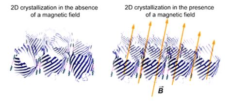 Ompf 膜蛋白在嵌段共聚物中的磁定向二维结晶journal Of The American Chemical Society X Mol