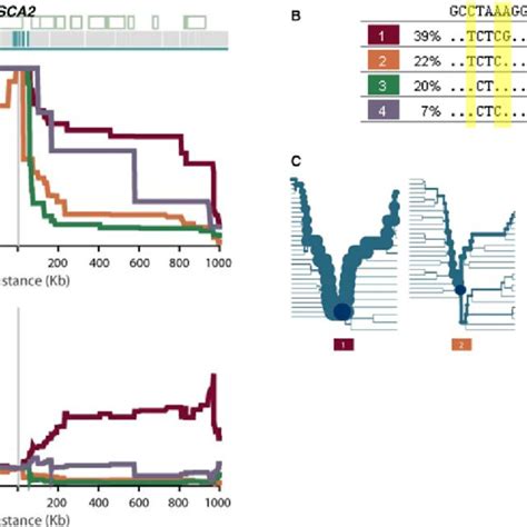 Sequencing Results Of Cag N Repeat In The Sca2 Gene In Four Different