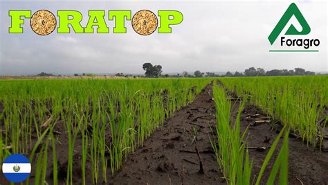 Foragro Cliente Satisfecho Con Foratop Para El Tratado