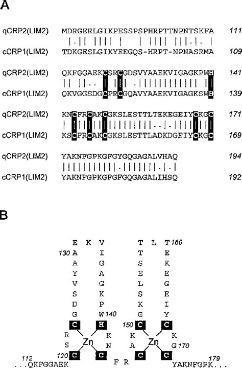 Figure 1 From Solution Structure Of The Carboxyl Terminal Lim Domain