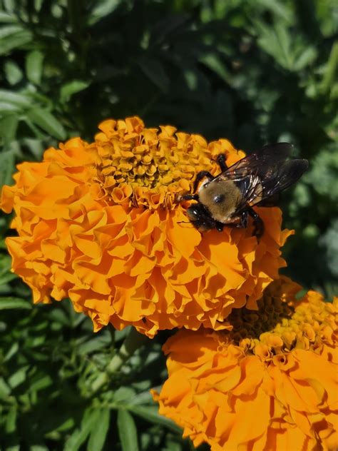 Took These Beautiful Photos With My Zflip 5 Camera Rgalaxyzflip