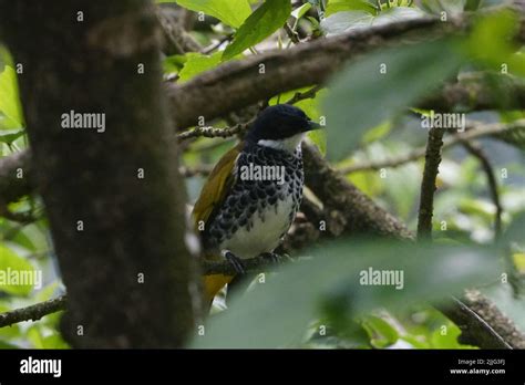 A Beautiful Scaly Breasted Bulbul Perched On The Tree Branch Stock