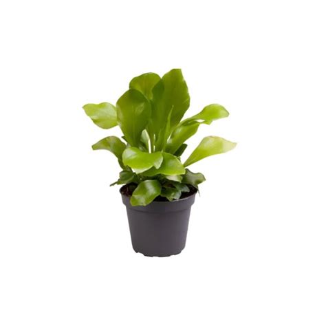 Asplenium In Pot 6cm Sherries Estates