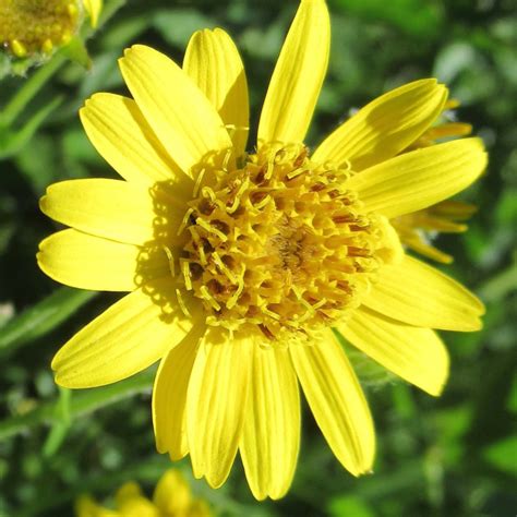 Meadow Arnica