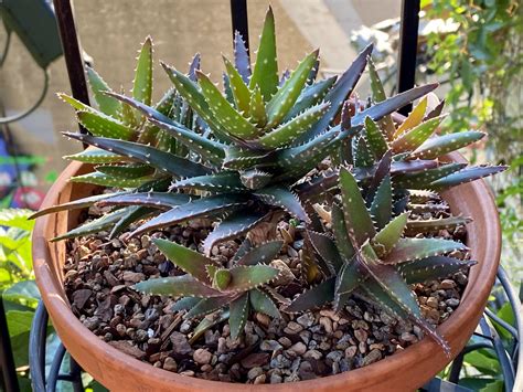 12 Gorgeous Succulent Types With Bold Colors For Your Yard