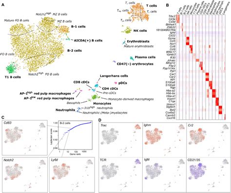 A High Resolution Cite Seq Atlas Of The Murine Spleen A Umap Download Scientific Diagram