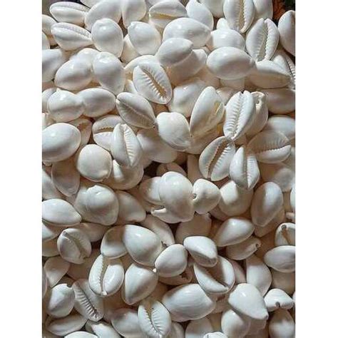 Indian White Cowrie Shell At Best Price In Haridwar Surbhi Pooja Kit