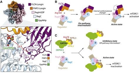 Cryo Em Structure Of The Human Flcn Fnip2 Rag Ragulator Complex Cell