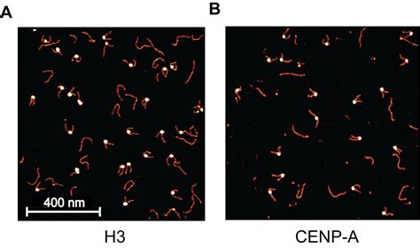 Probing The Structure And Dynamics Of Nucleosomes Using Atomic Force