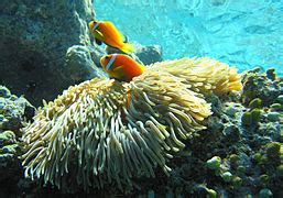 Sinh Vật Hoang Dã ở Maldives Wikipedia Tiếng Việt