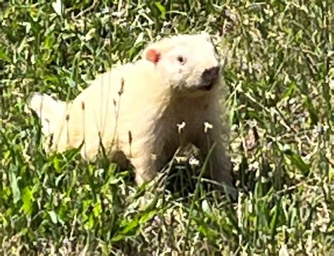 White Groundhog A Rare White Groundhog Was Spotted In Northeast Ohio
