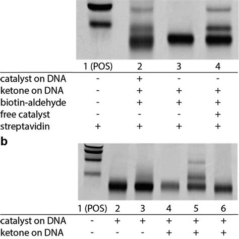 Emsa Experiments Demonstrating Selective Catalysis A Aldol Reaction