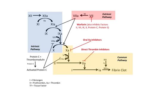 Oral Anticoagulation Part I Direct Thrombin Inhibitors Insights On Residency Training