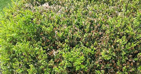 Boxwoods Album On Imgur