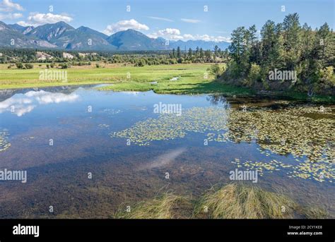 Wetlands In The Columbia National Wildlife Area Aka Wilmer Bird Sanctuary At Wilmer British