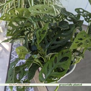 Monstera Adansonii Swiss Cheese Plant Cuttings For Propagation