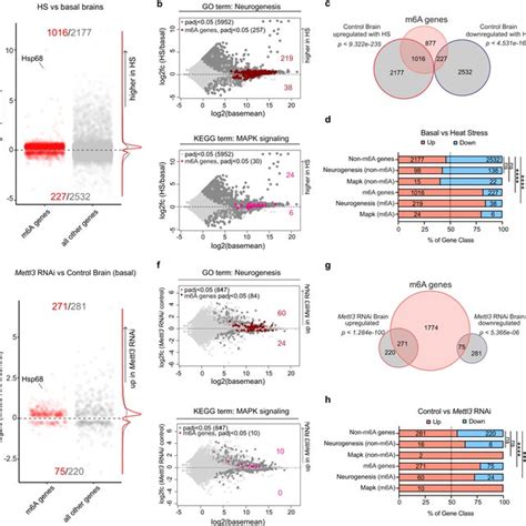 M⁶a Transcripts Are Enriched In Neuronal And Signaling Pathways A