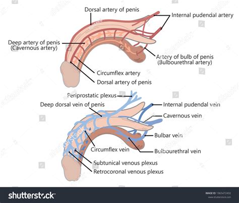 Dorsal Artery Penis Anatomy Drawing Cartoon ภาพประกอบสต็อก 1965472492