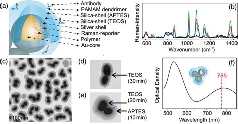 A Structure Of Multicore Surface Enhanced Raman Spectroscopy Sers Download Scientific