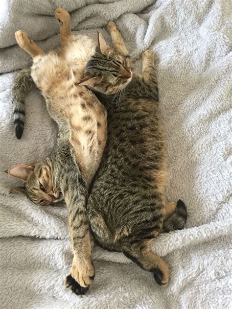 100 Best Pixie Bob Kittens Images On Pinterest