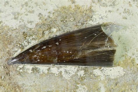 9 Fossil Fish Xiphactinus Tooth In Situ Kansas 136664 For Sale