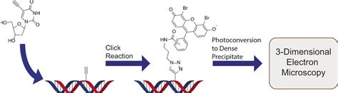 Imaging Bioorthogonal Groups In Their Ultrastructural Context With