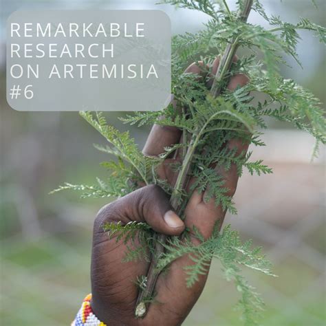🌿 Phytochemical Analysis And Anti Inflammatory Potential Of Artemisia Annua Extracts 🌿 1st