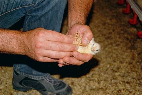 Poursuivre Le Travail Sur Les Pododermatites Journal Paysan Breton