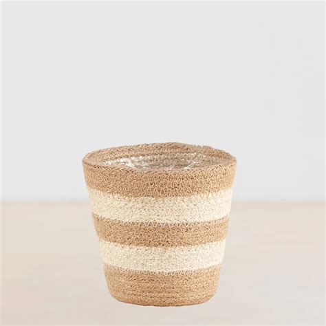 Roos Van Jericho Kopen Online Plantjenl