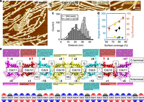Septin Filaments Bind Lipid With The C Terminal Face And Pair On The