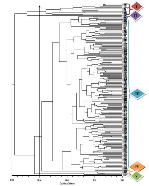 Dendrogram Of The Studied Brassica Napus L Genotypes Download