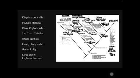 Assignment 8 Protostomes Video Project Squid Youtube