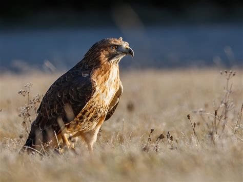 Red Tailed Hawk Migration A Complete Guide Birdfact