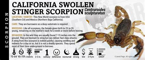 Anuroctonus Pococki California Swollen Stinger Scorpion Cards And