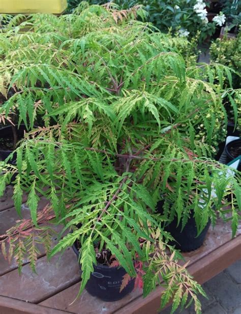 Tiger Eye® Sumac Green Valley Nursery Llc