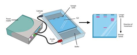 Polymerase Chain Reaction Pcr Gel Electrophoresis And Their