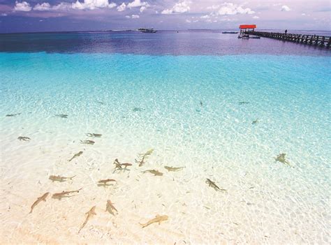 Objek Wisata Pulau Tinabo Cegah Hiu Punah Trubus