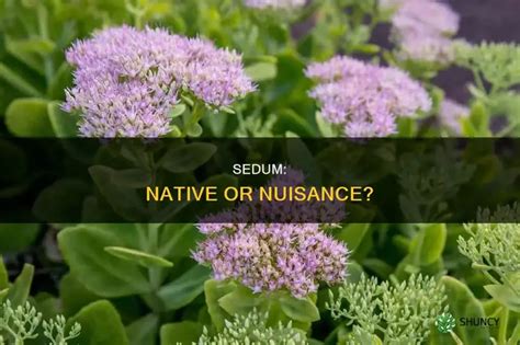 Sedum Native Or Nuisance Shuncy