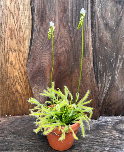Drosera Capensis Alba Blomsterfamiljen