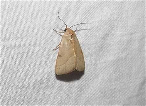 Small Tan Moth Galgula Partita Bugguide Net