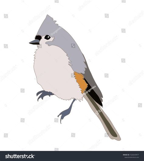 Bird Illustration Tufted Titmouse Vector Isolated Stock Vector Royalty