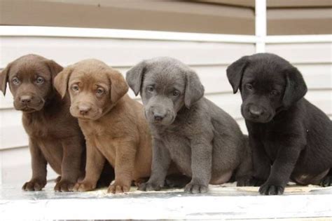 Rare Purebred Silver Chocolate And Black Lab Puppies Id Love To Have